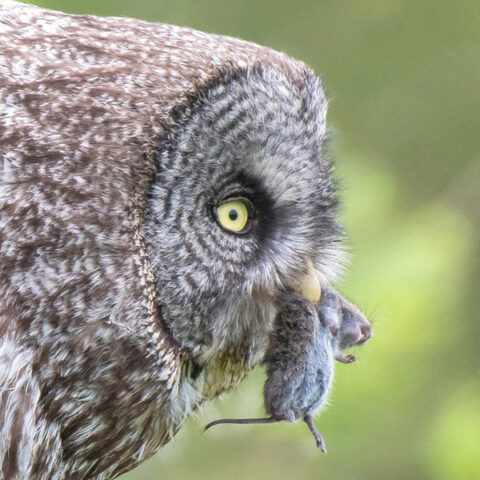 MN Owl Tours | Minnesota Owl Tours by Ryan Humphrey